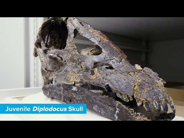 Supersaurus Skeleton