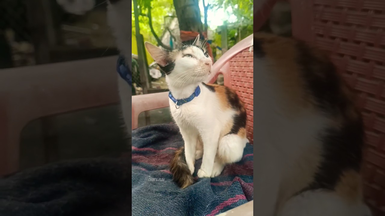 😿Twinkle Family Kum kulir thanga mudila 🐾#trending #ytshorts #cat # ...