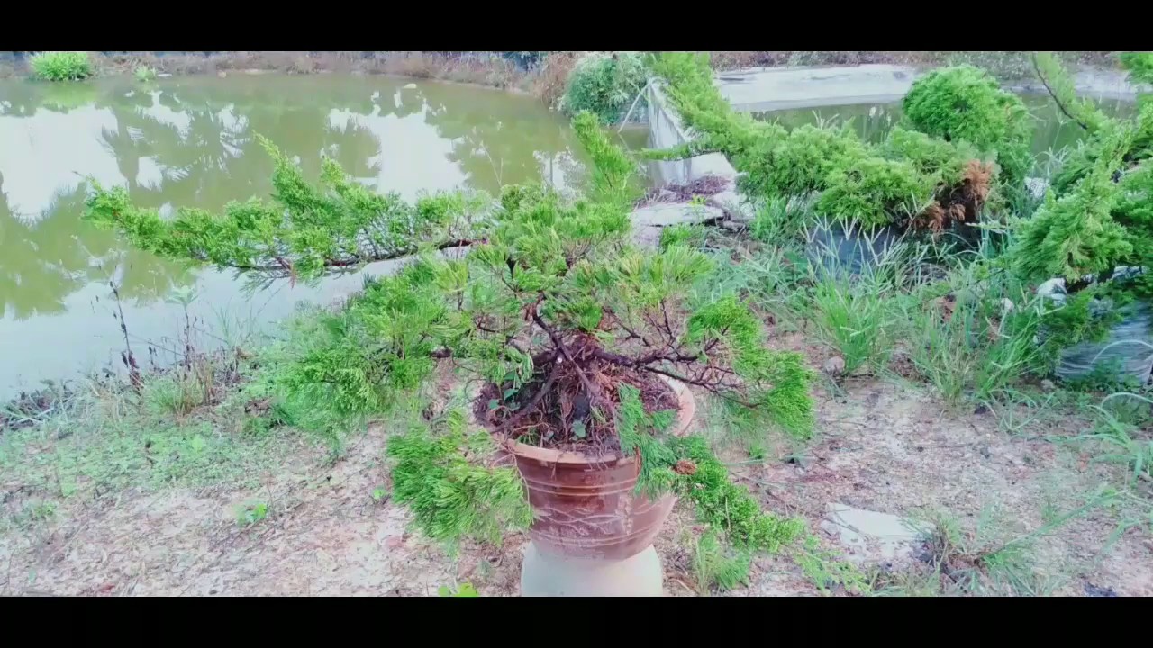 BONSAI SLEEPING PINE - YouTube