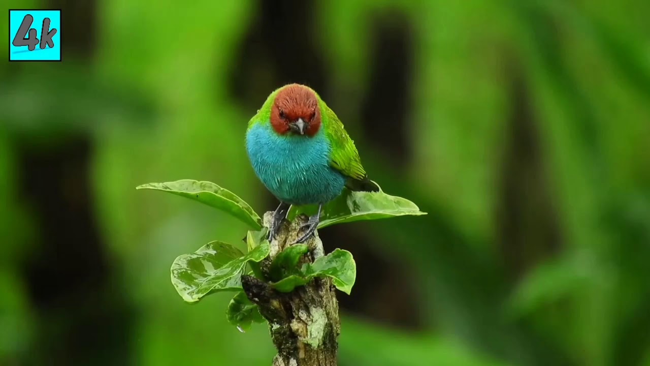 Bird | 4k | beautiful | video | nature - YouTube