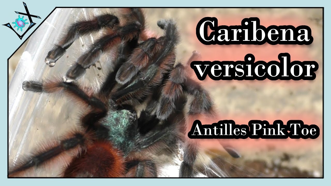 Breeding The Third Female Tarantula | Caribena versicolor【Tarantula ...