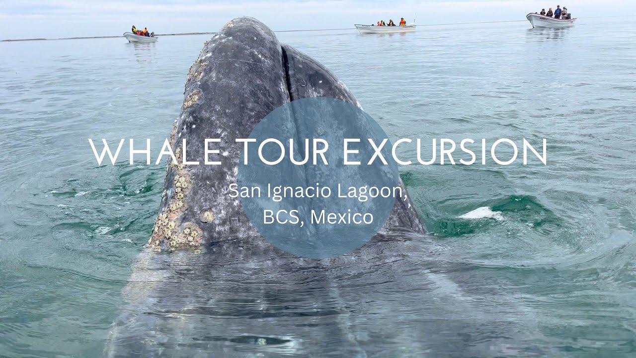 Whale Tour Excursion in San Ignacio Lagoon - 4K - Baja California Sur ...