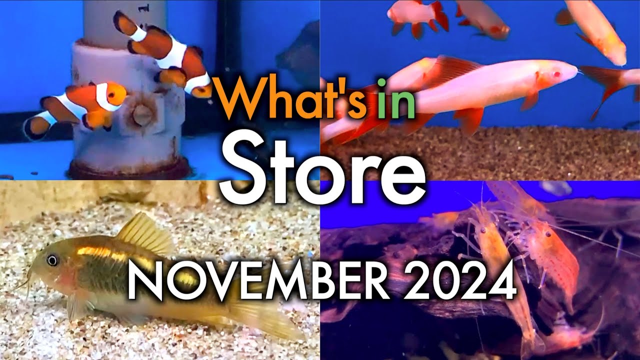 What's In Store - November 2024 - YouTube