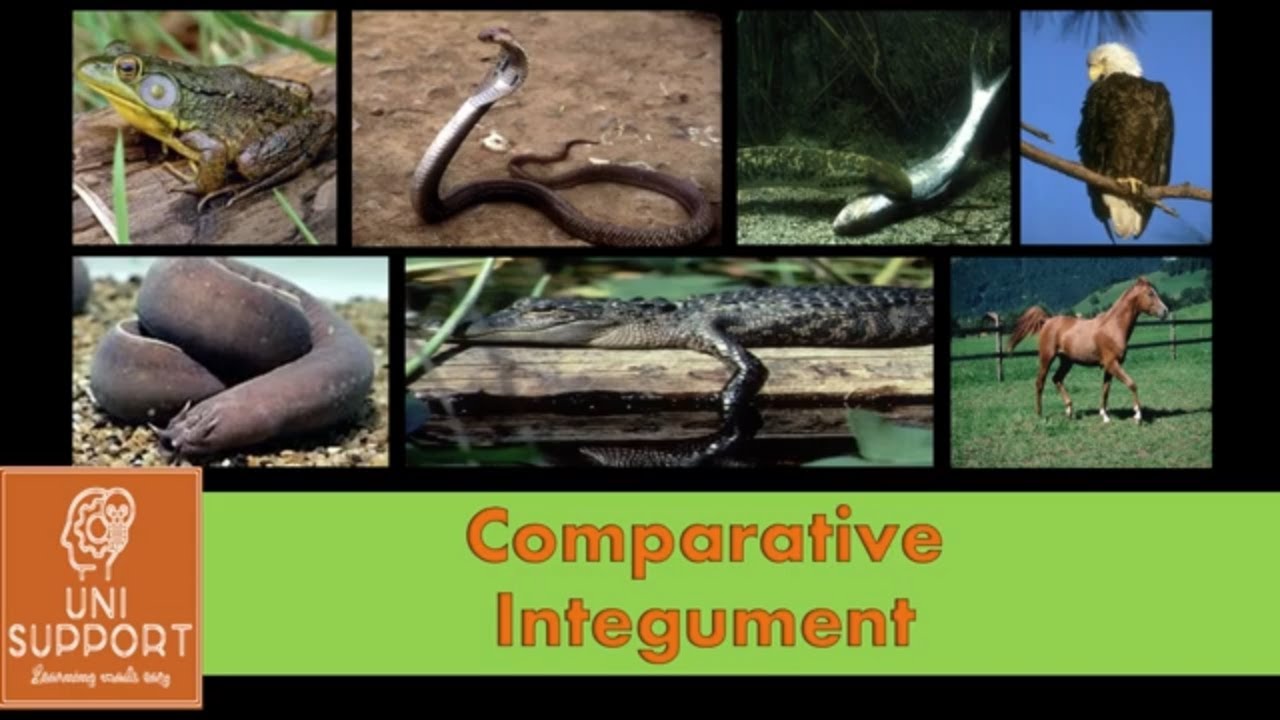 Comparative Integuments of Vertebrates - YouTube