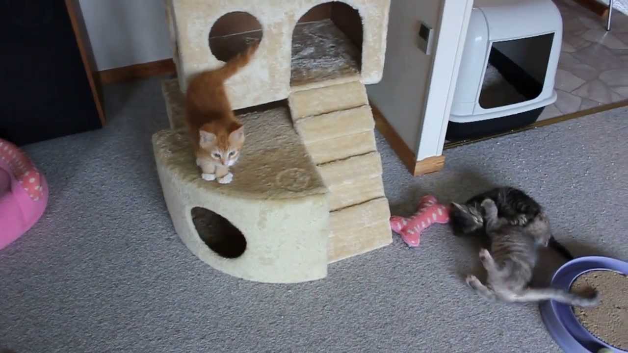 Milles killinger 20.5.2013 - 8 uger 5 dage - YouTube