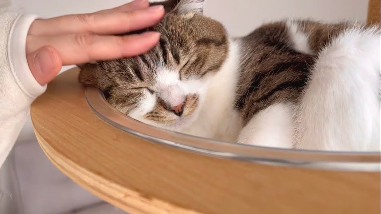 Princess mochi napping - YouTube