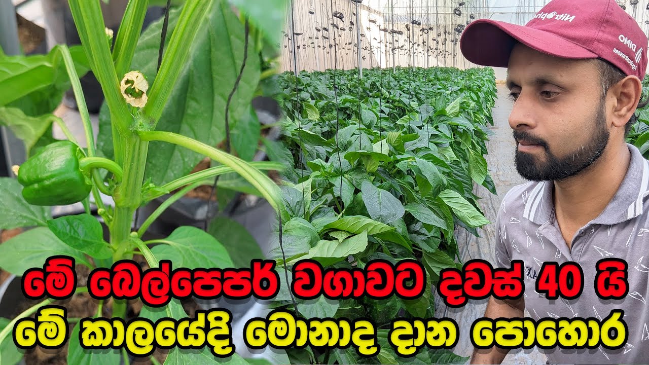 මේ බෙල්පෙපර් වගාවට දැන් දවස් 40යි | Bell Pepper Farming | Smart Agri ...
