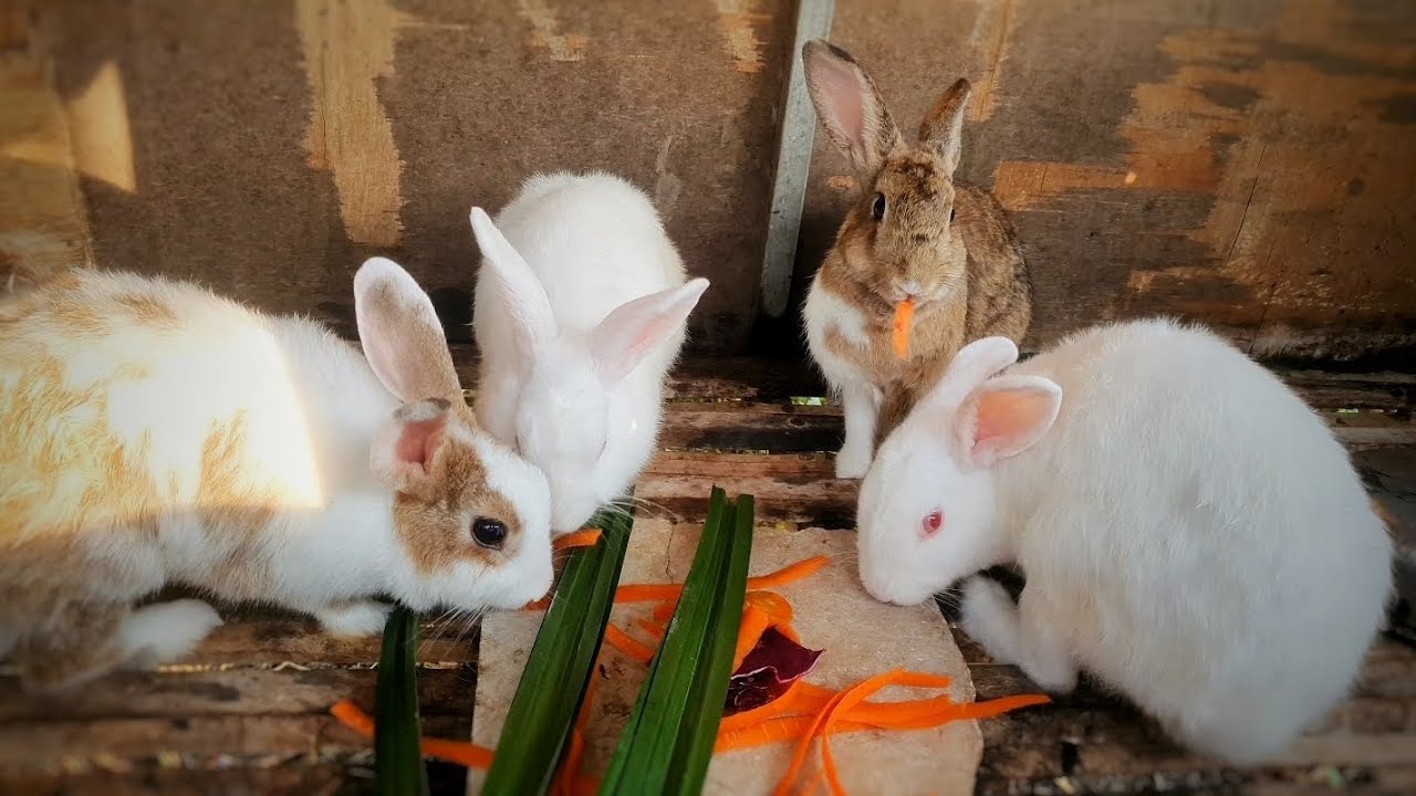 Family rabbits eating vegetables 🤤 - YouTube
