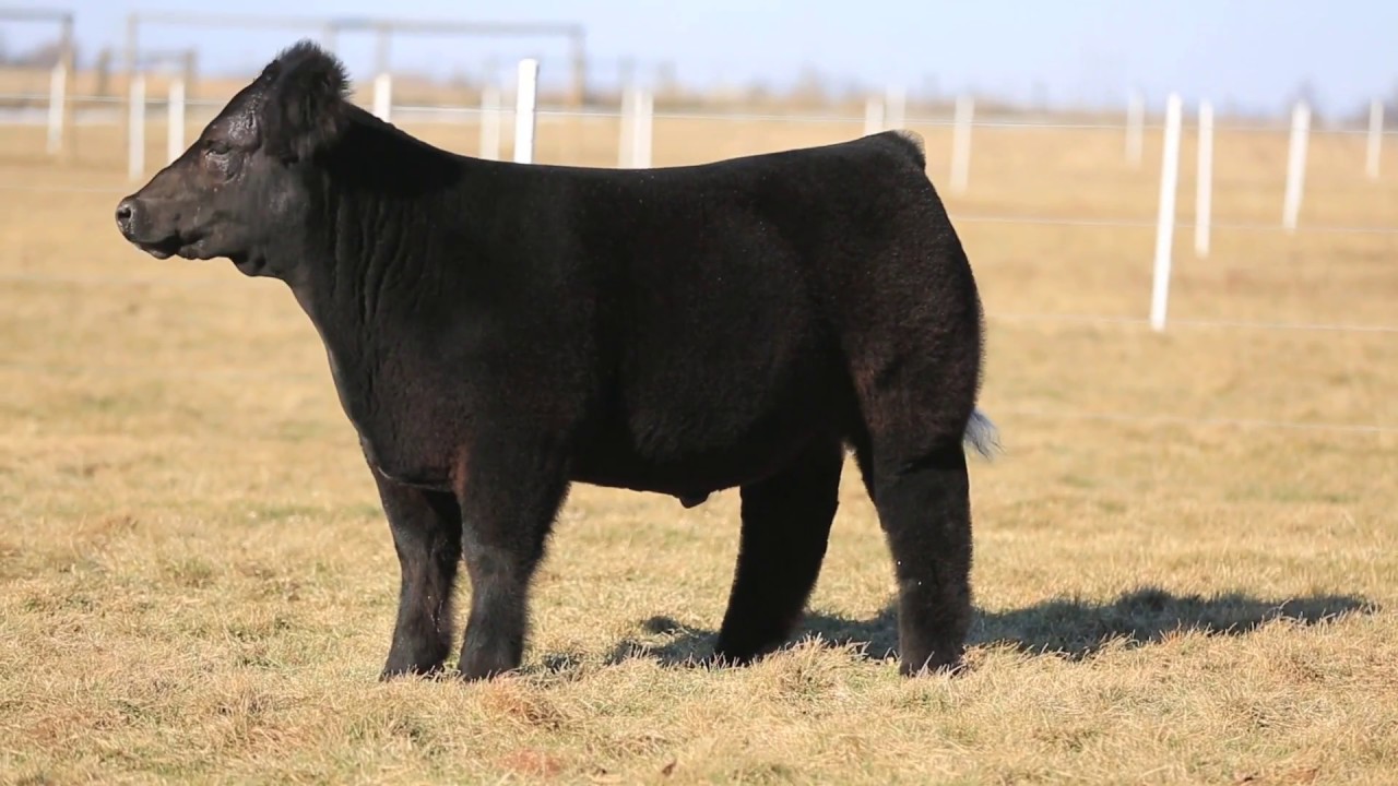 LOT 1 Rodgers Cattle Co Steer Sale on STEERBIDDER - YouTube