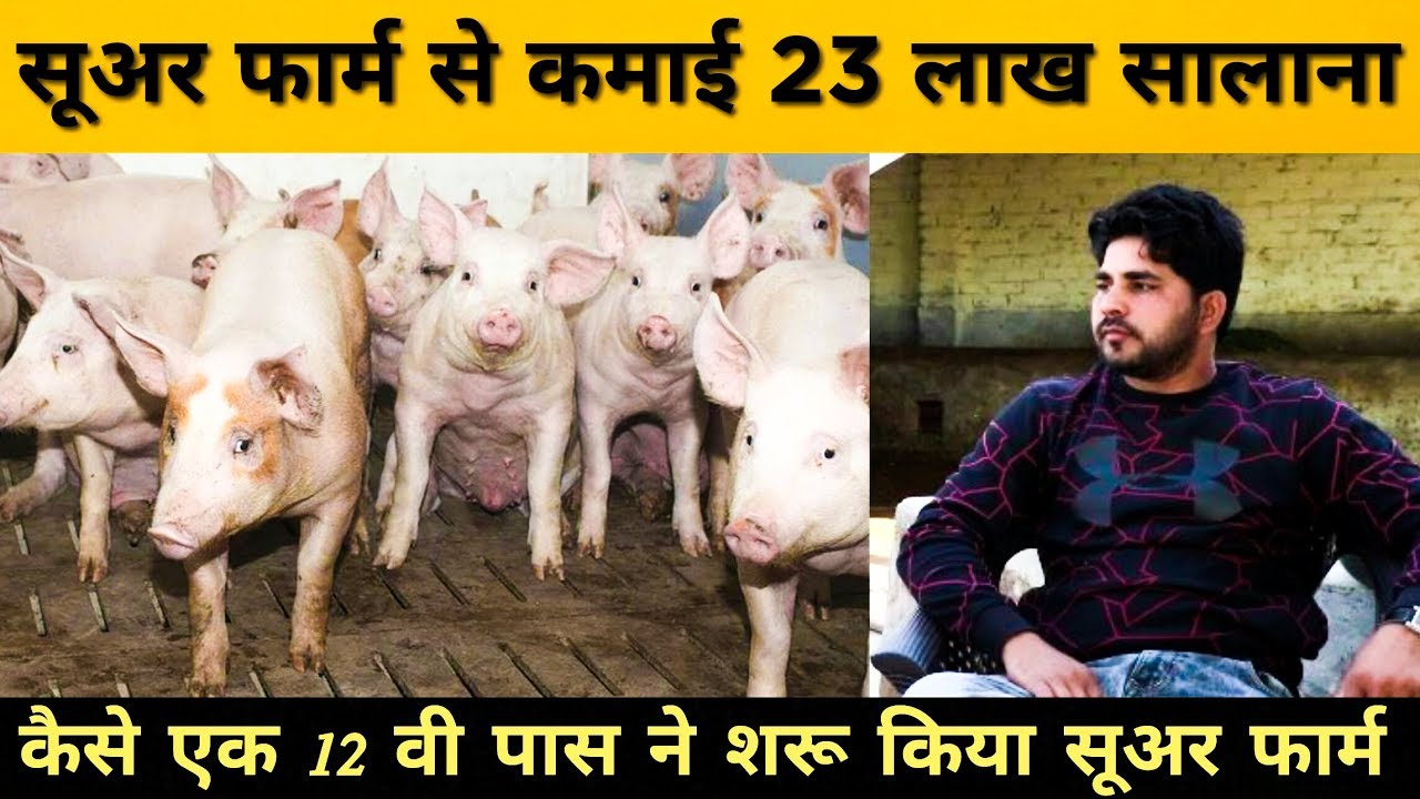 How to Start pig farming in india | Sucess Story of pig farming | sukar ...
