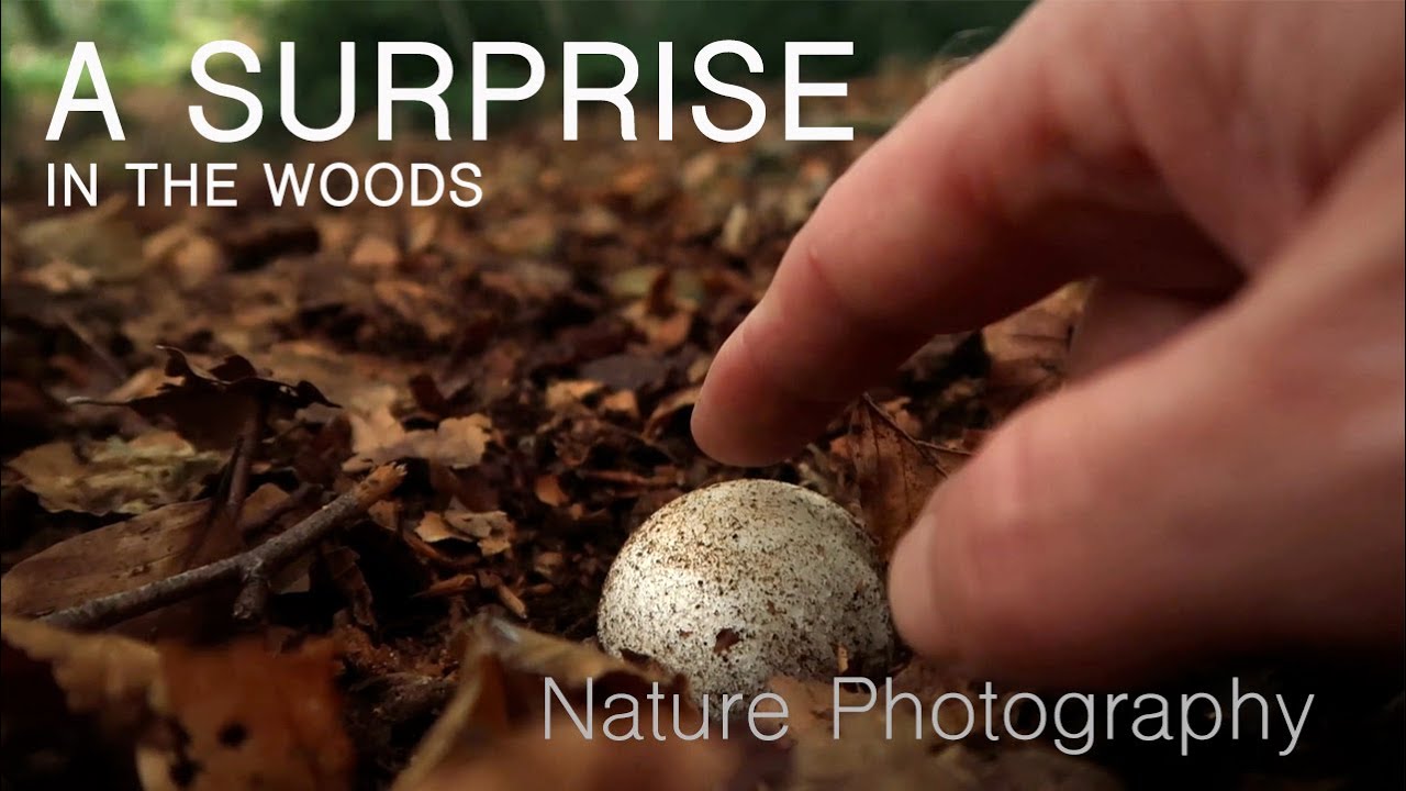 A Surprise in the Woods | Nature Photography - YouTube