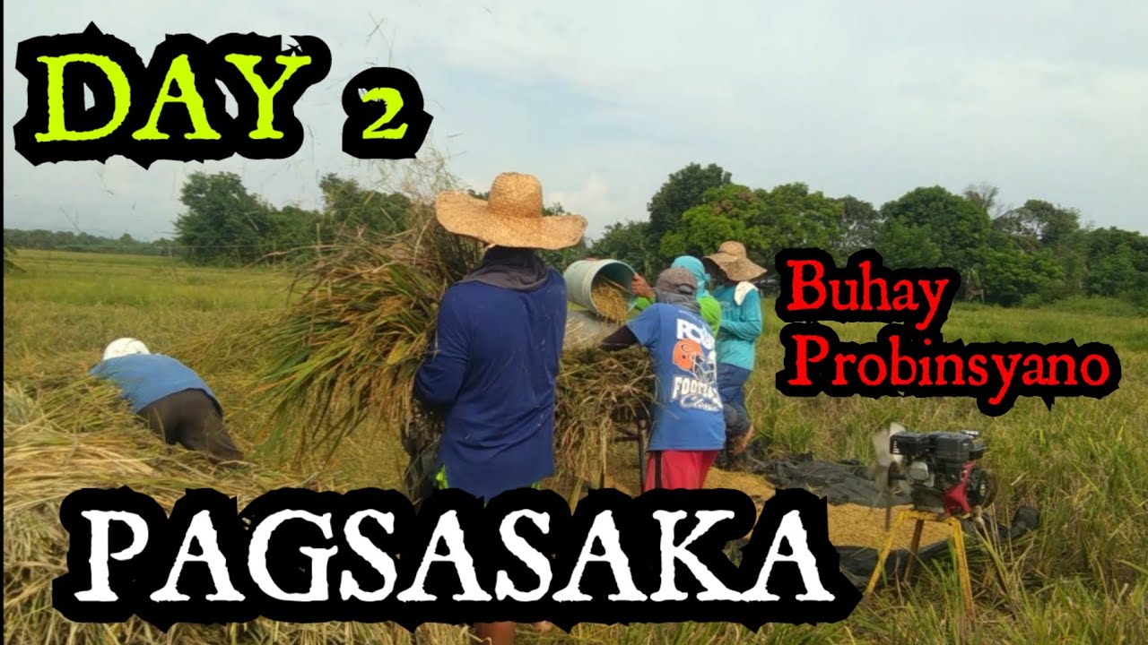 DAY 2 | PAGHIHIWALAY NG PALAY SA DAYAMI - YouTube