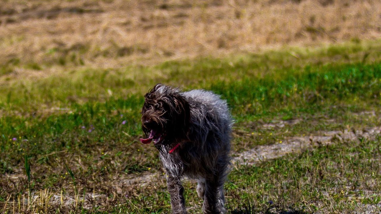 Wirehaired Pointing Griffon vs Doberman Pinscher: A Working Dog ...