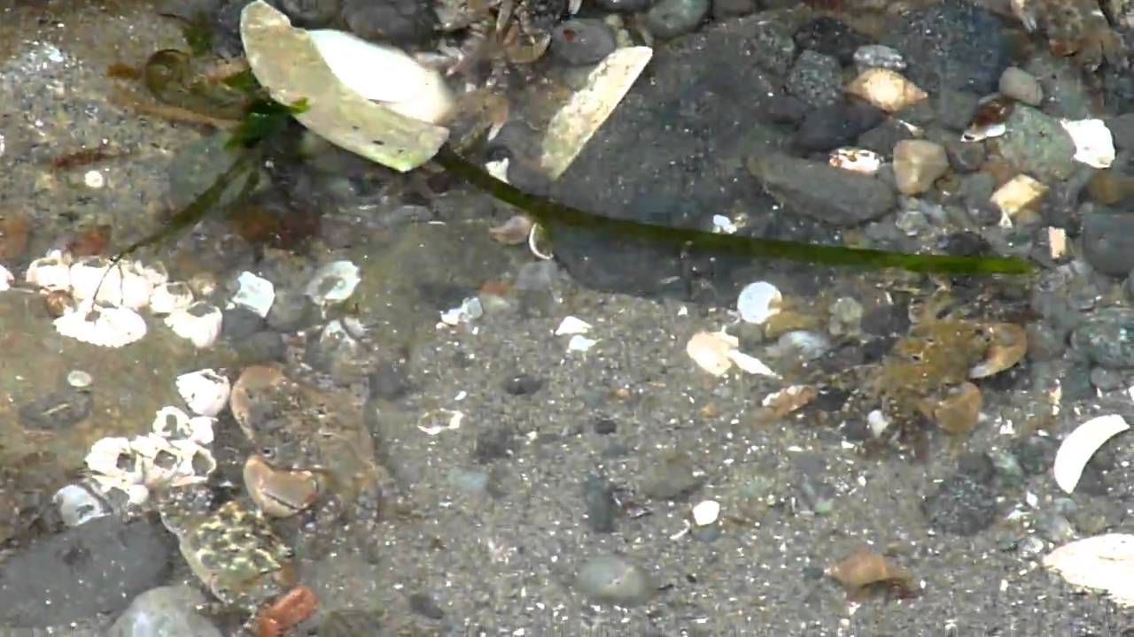 Scurrying crabs - YouTube