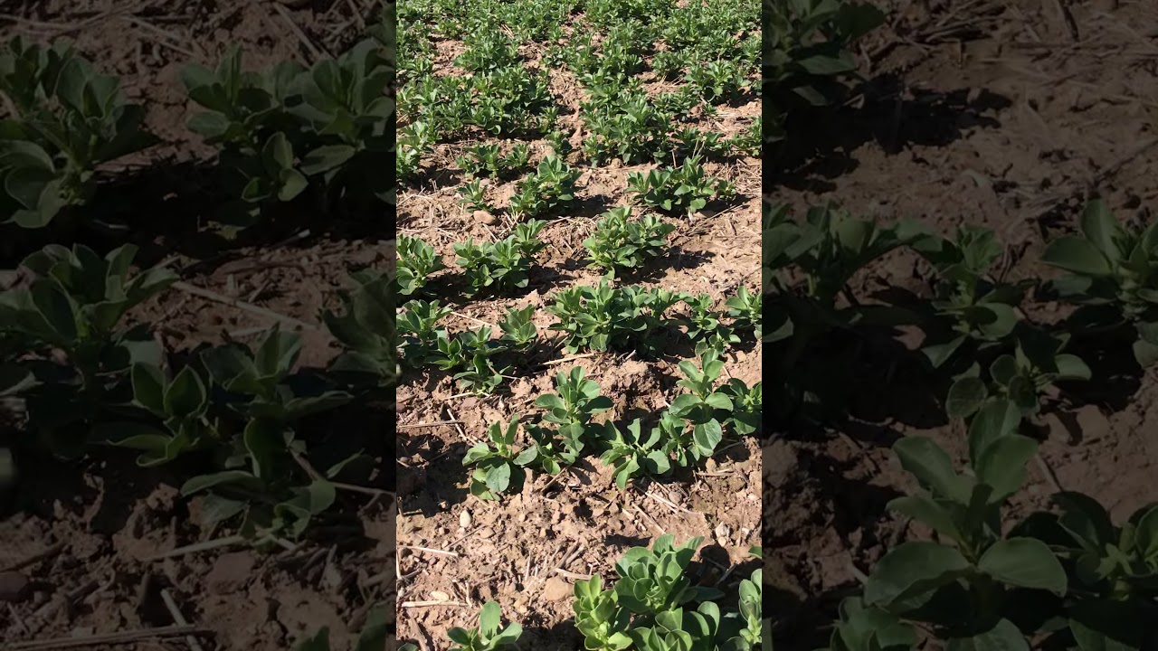 Tundra winter beans 8th April 2020 - YouTube