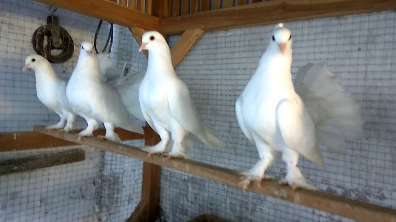 Manfaat Burung Merpati - YouTube