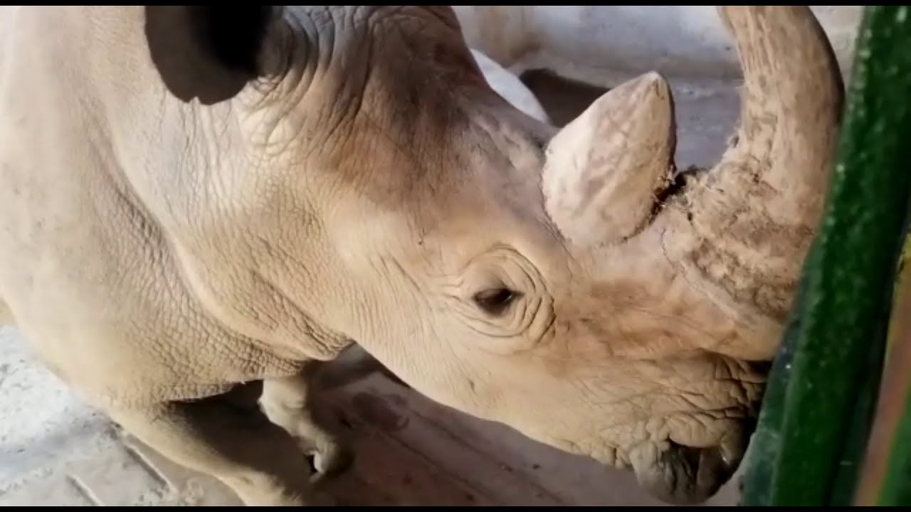 Genda New Nasal { 2021 amazing Rhinoceros Lahore zoo } animal world ...