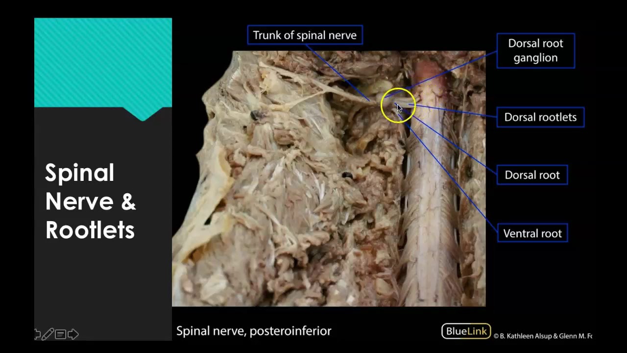 Spinal Cord Nerves Cadaver