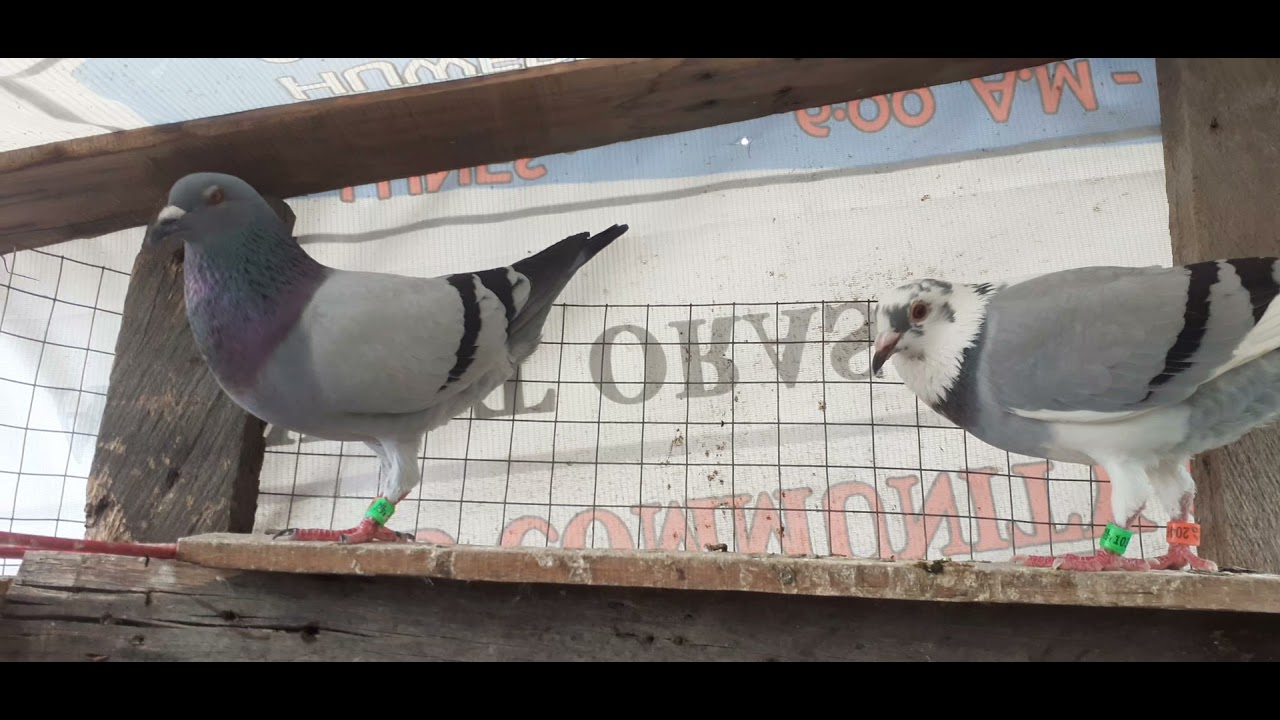 kalapating Netoy 🇵🇭💪🙏 - YouTube