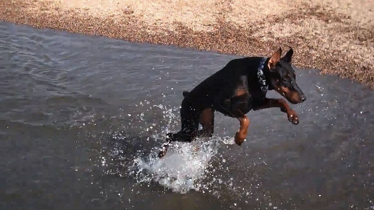 How High Can A Doberman Jump