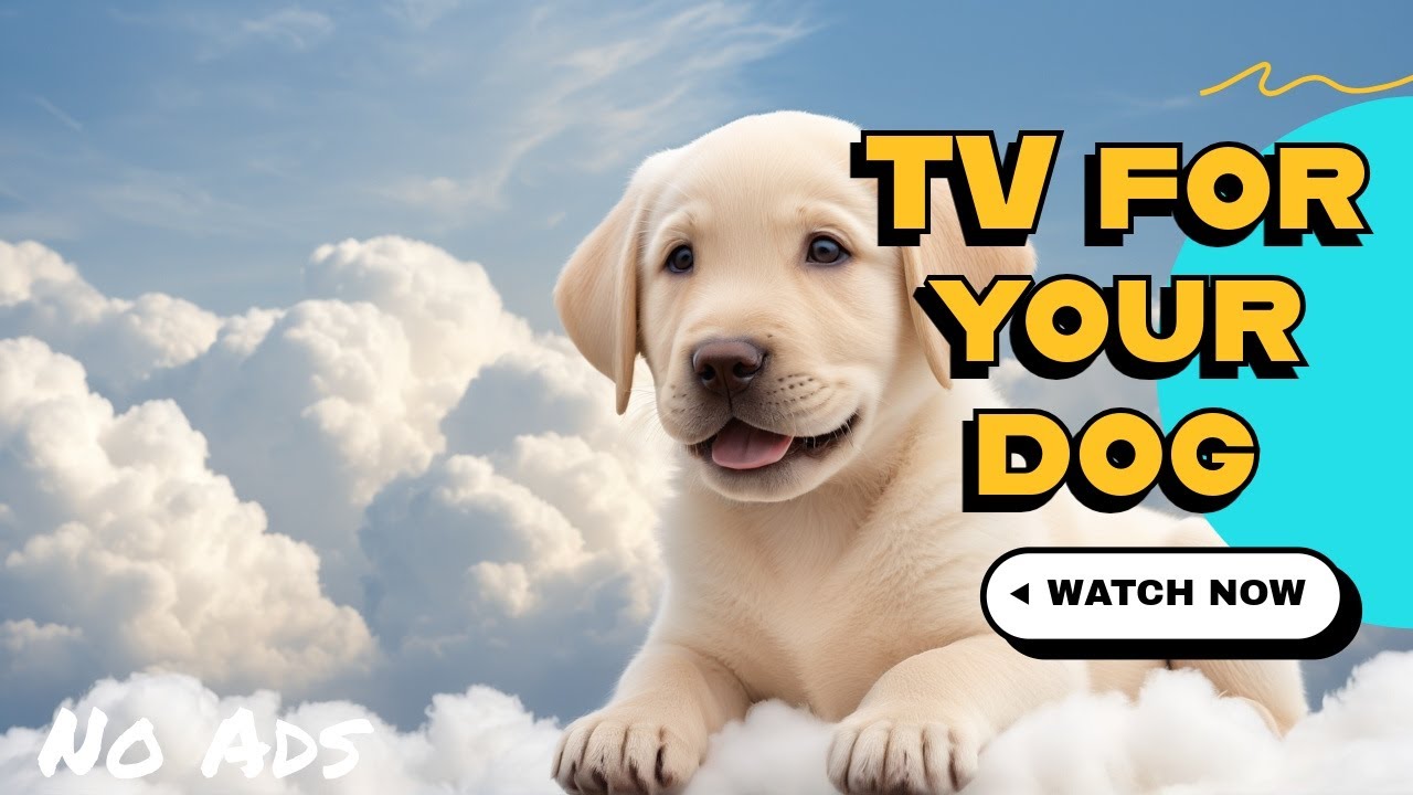 **8 Hours of Soothing Sounds for Your Furry Friend | Relaxing Music ...