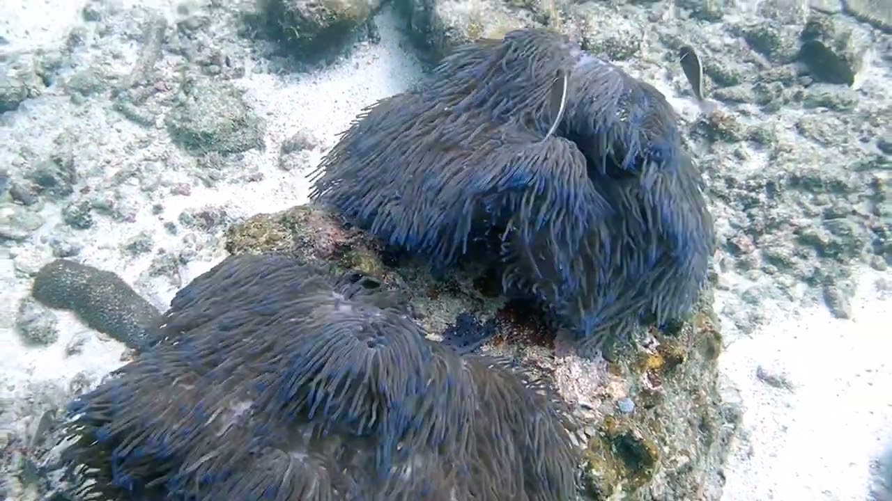 The Pink Skunk Clownfish “sing” (Full version) - YouTube