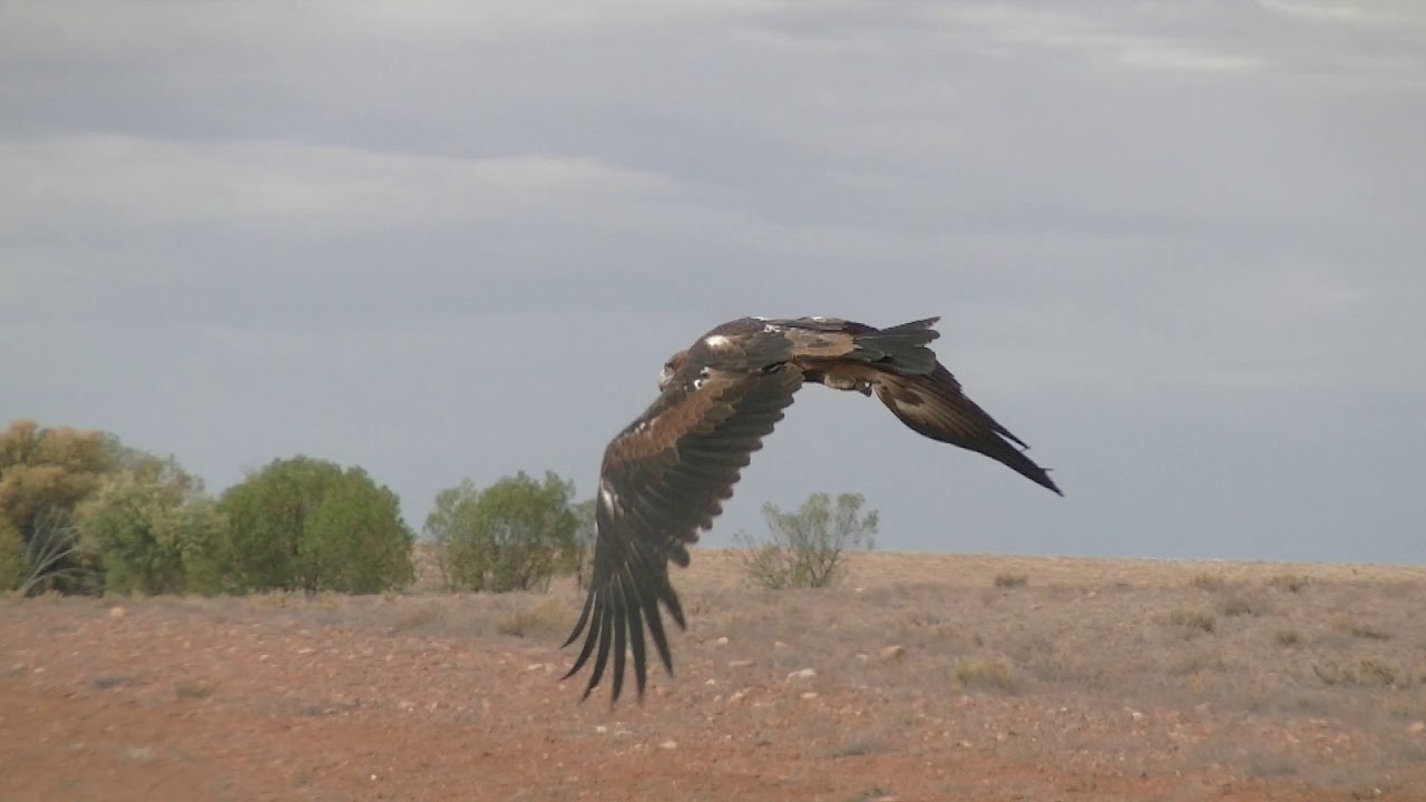 A true australian icon. The wedge tail eagle. - YouTube