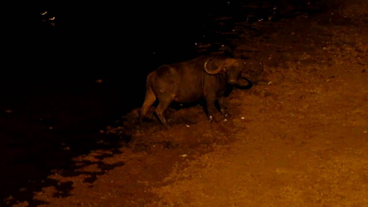 Angry Water Buffalo (Tsavo East, Kenya) - YouTube