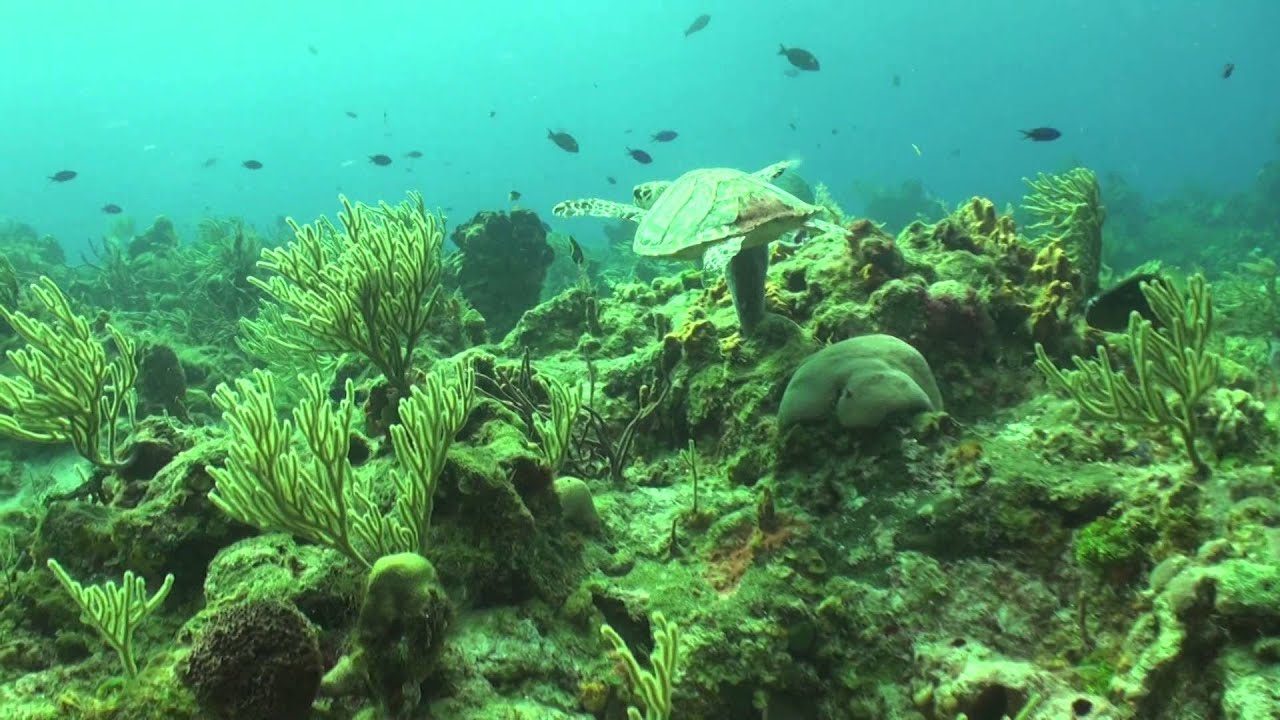 Following a small docile turtle... - YouTube