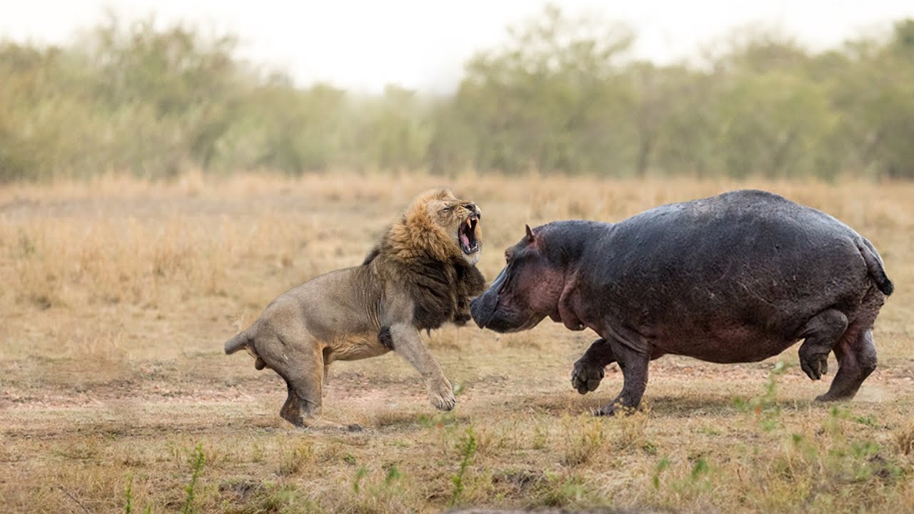 How Hippo Attack Lion In The Wild - YouTube