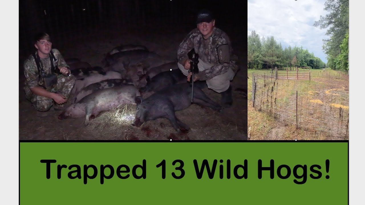 Trapping Wild Hogs with a HOMEMADE trap! - YouTube