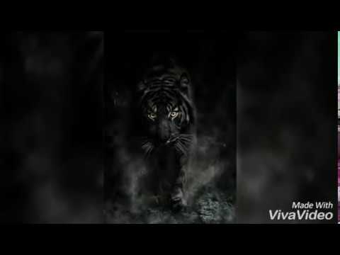 ARNON ft. Killua - Te Molla