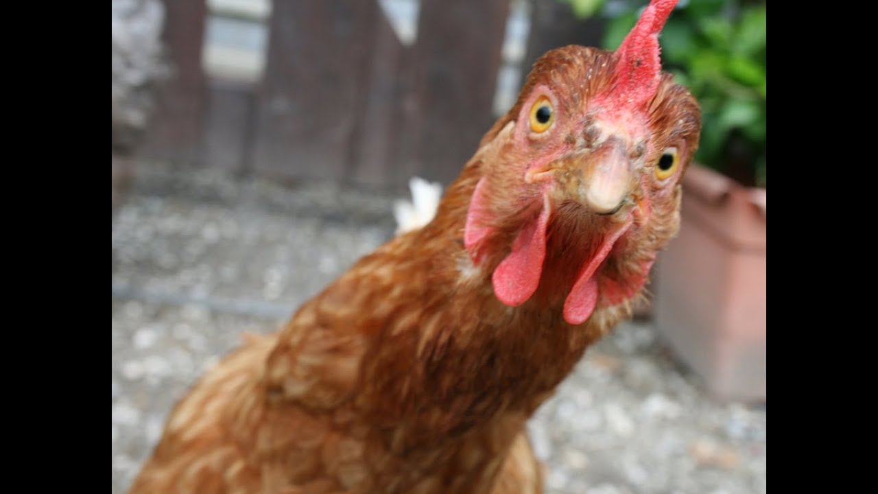 HIT VIDEO - HEN FIGHT - YouTube