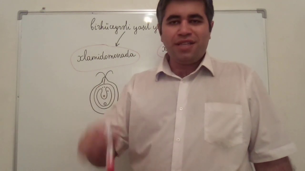 5.Yosunlar -ibtidai bitkilərdir.Birhüceyrəli yaşıl yosunlar. ( 7-ci ...