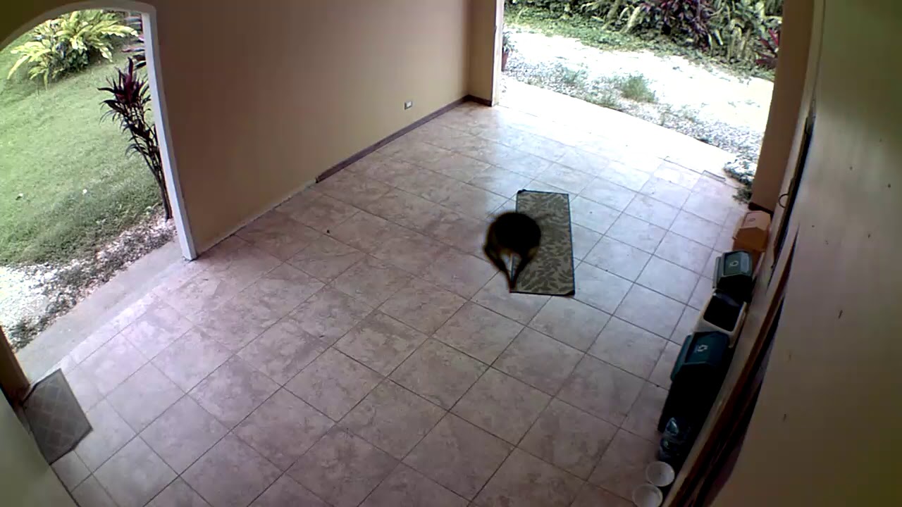 Bee flying at Blink Security Camera - YouTube