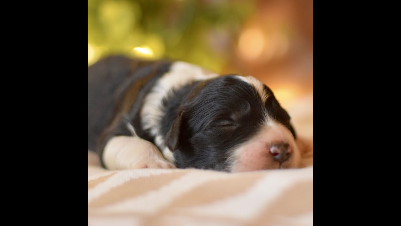 Meet Ella from www.sheepadoodlepup.com Newborn Sheepadoodle Puppy - YouTube