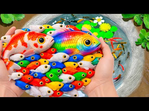 Catch Beautiful Aquarium Fish in Small Pond Baby Turtles, Snails, Eels, Pencil Fish, Frogs, Crabs