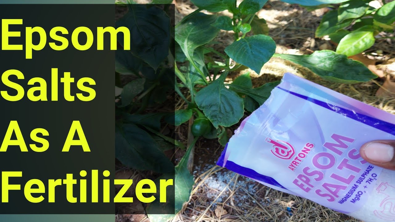 How To Use Epsom Salts As A Fertilizer Safe and Easy - YouTube
