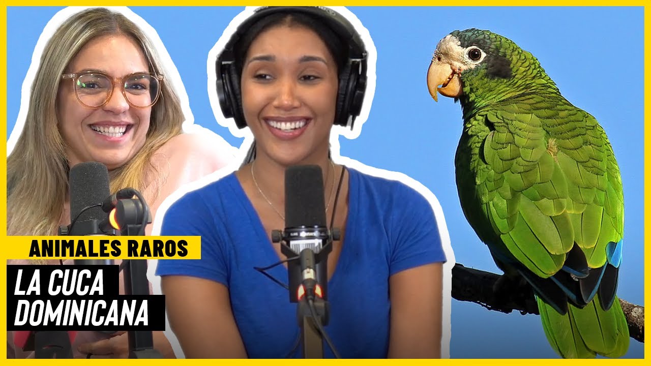Si mi CUCA hablara... 🤣🤣🤣🤣 (Amazona ventralis) - YouTube