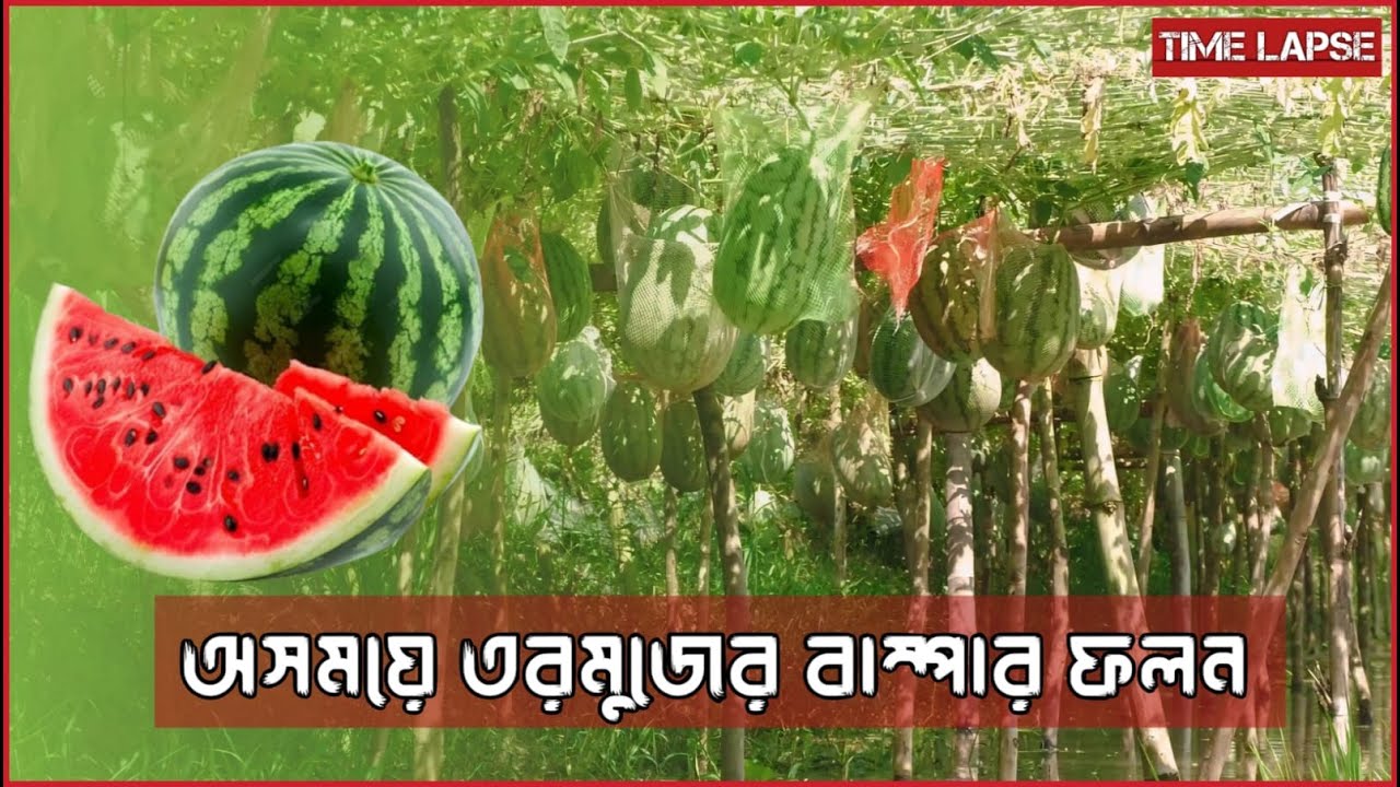 অসময়ে তরমুজের বাম্পার ফলন| Off Season Tormuj | Time Lapse | - YouTube