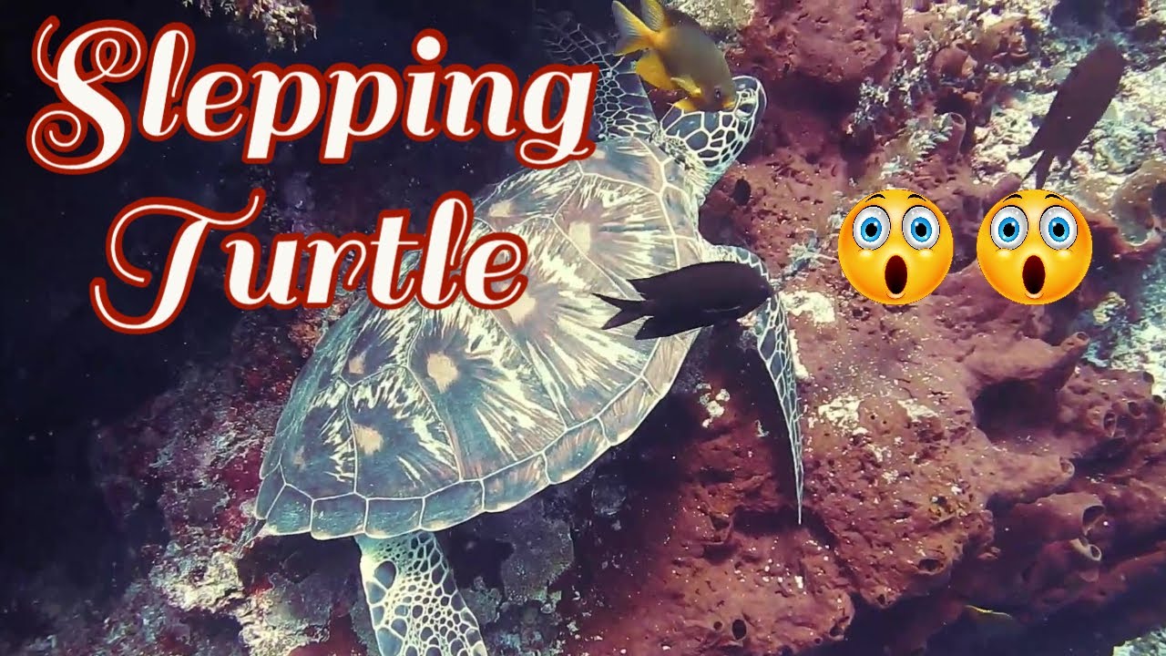 How Do Sea Turtle Sleep | Sea Turtle Under Coral Reef - YouTube