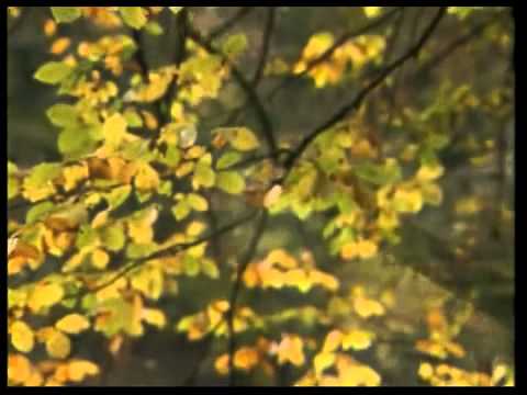 Barış Manço - Rüya