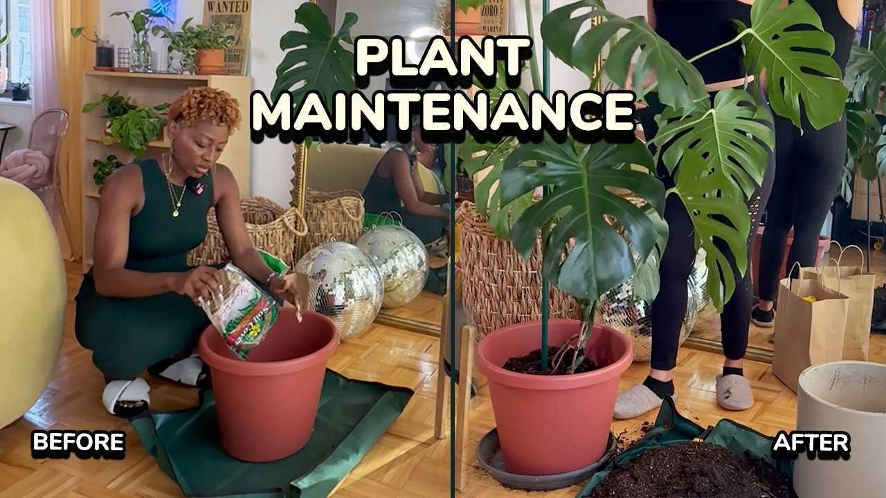 Repotting my Large Monstera | plant maintenance - YouTube