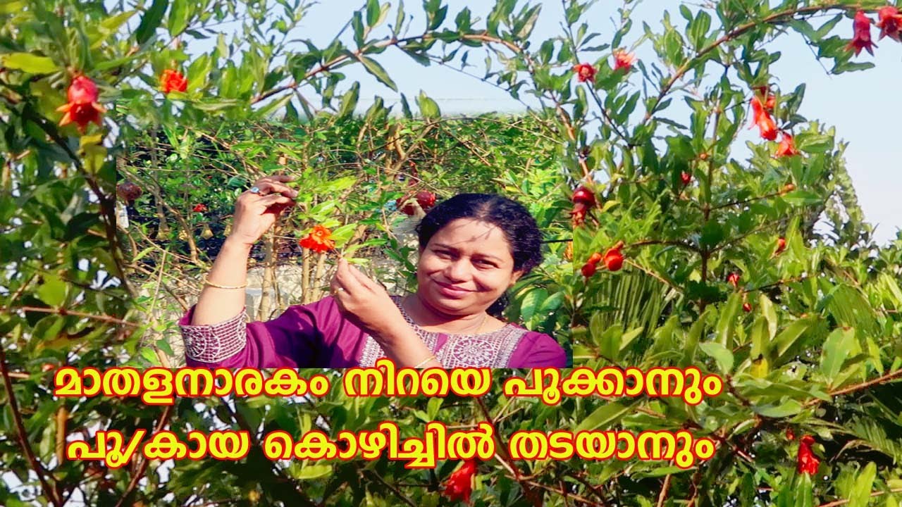 മാതളനാരകം വർഷം മുഴുവനും പൂക്കാനും കായ്ക്കാനും Pomegranate Anar ...