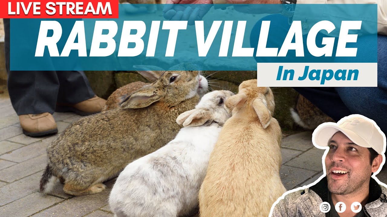 Live Stream: Japan's Rabbit Village - YouTube