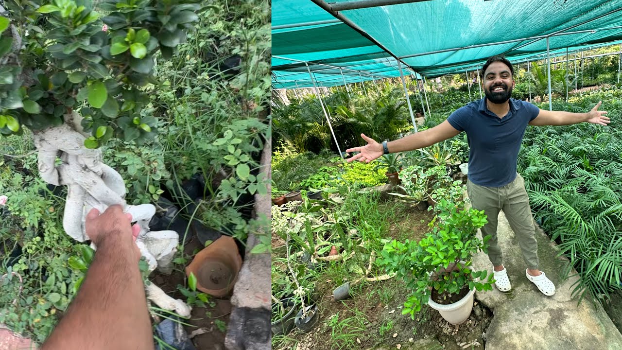 50000₹ KA PLANT ??? | DELHI'S BIGGEST PLANT NURSERY 🤯🤯 - YouTube