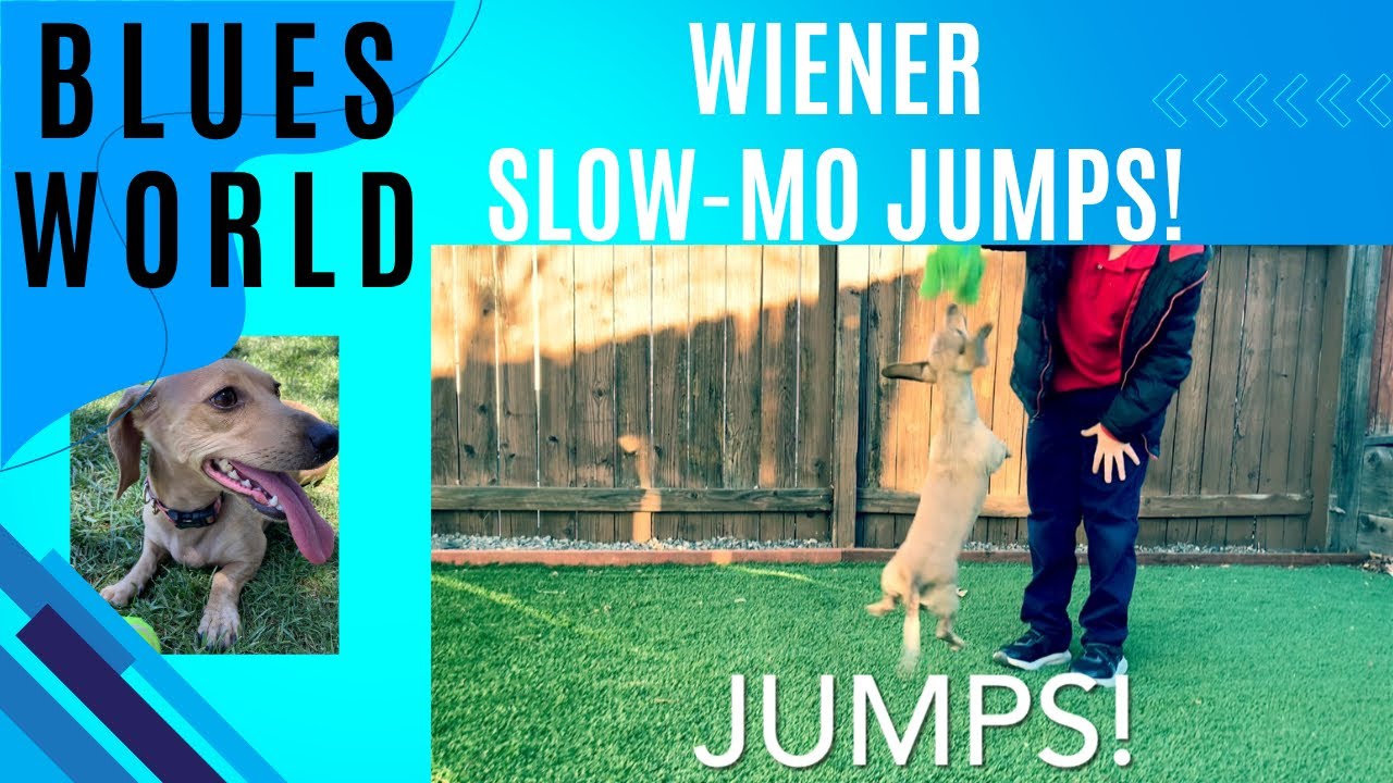Blues the Wiener in “Slow-Mo Jumps!” - YouTube