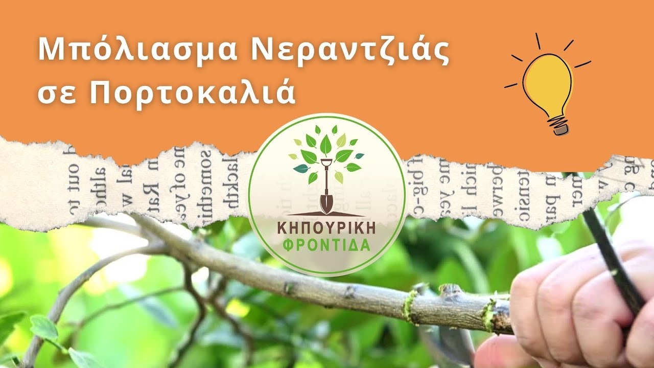 Κηπουρική Φροντίδα | Μπόλιασμα Νεραντζιάς σε Πορτοκαλιά - YouTube