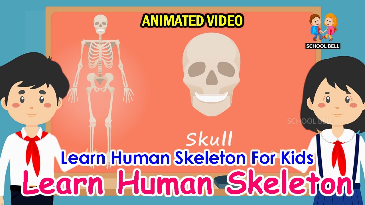 Learn Human Skeleton For Kids #learnforkids - YouTube