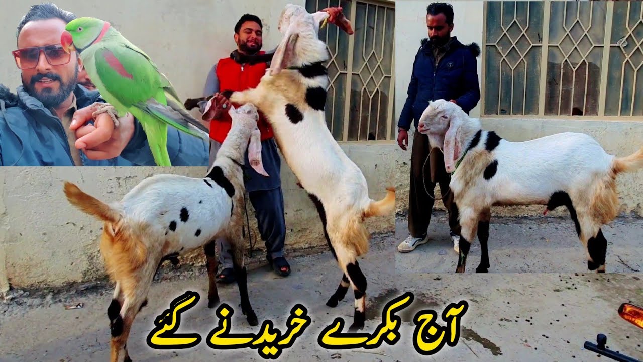 Aj Bakro Ki Talsh 😍 | MB Vlogs - YouTube